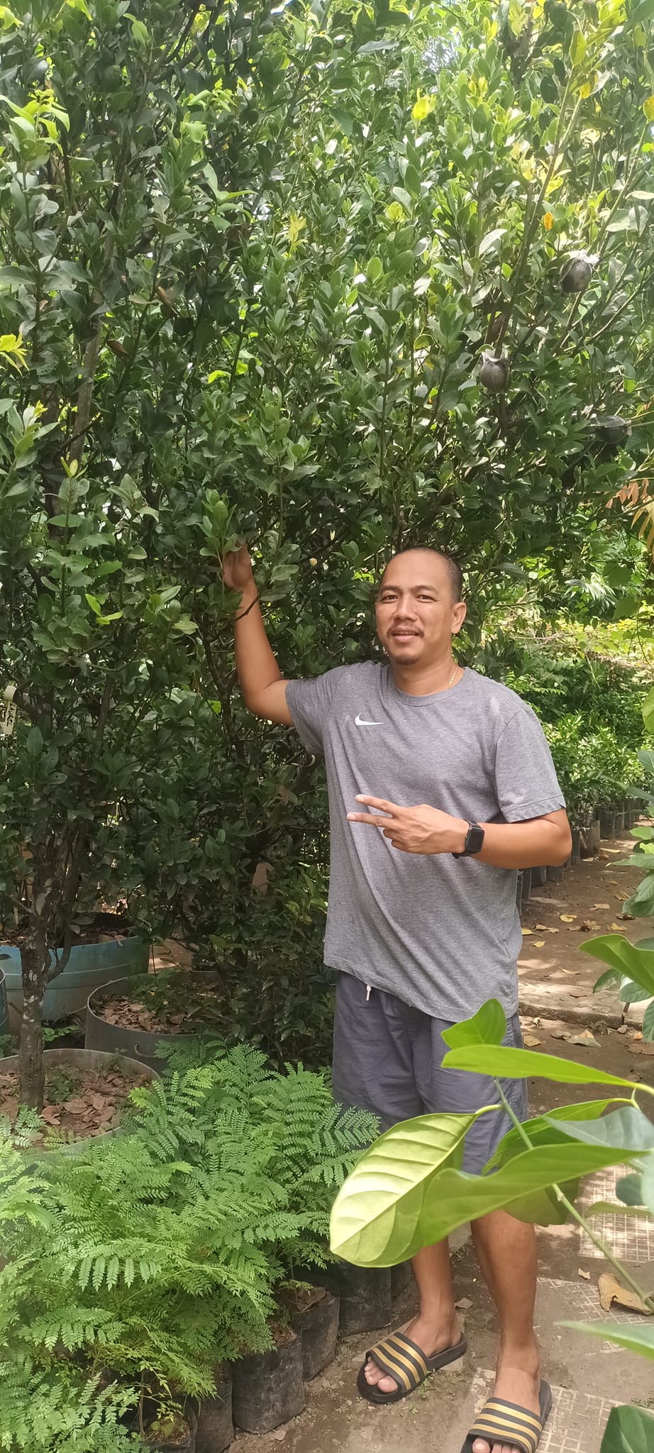 Laurel Bay Leaf (Marcotted plants) – Lunti Plant Nursery