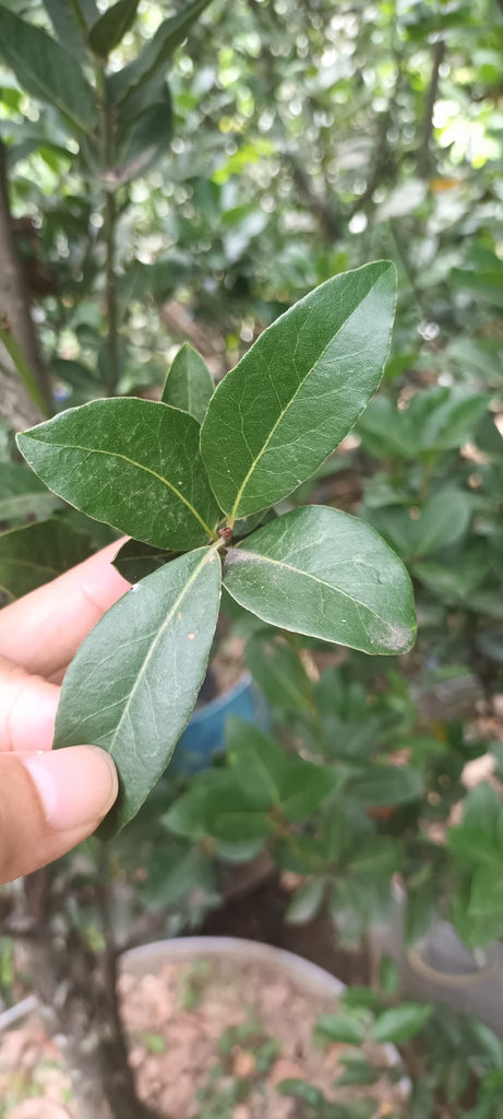 Laurel Bay Leaf (Marcotted plants) – Lunti Plant Nursery