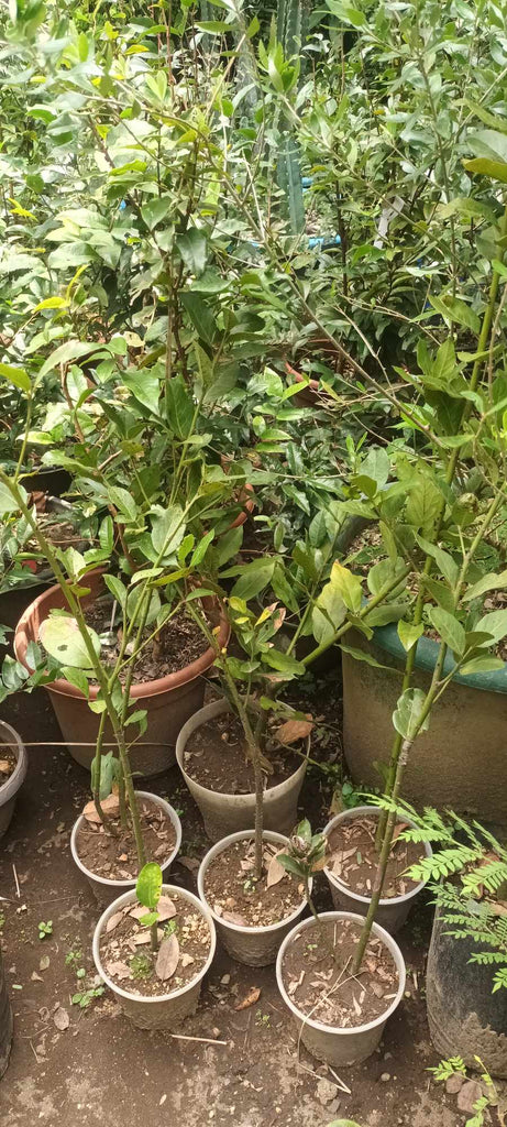 Laurel Bay Leaf (Marcotted plants) – Lunti Plant Nursery