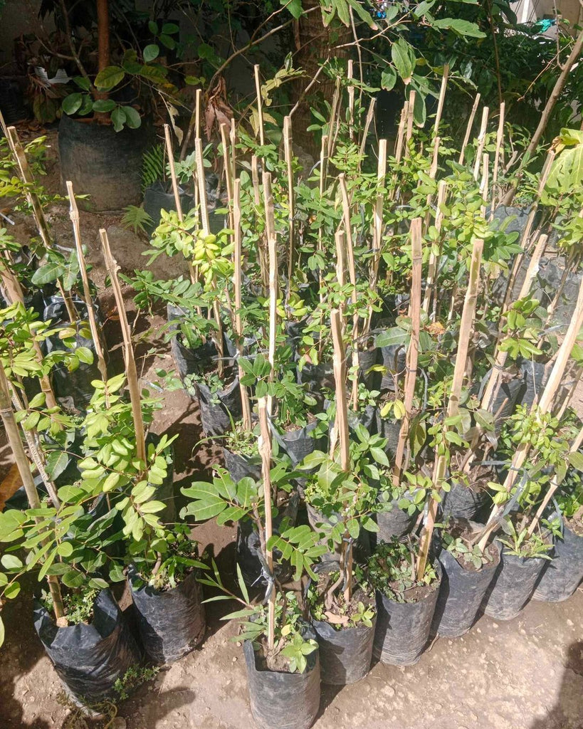 Longgan Grafted Seedling – Lunti Plant Nursery