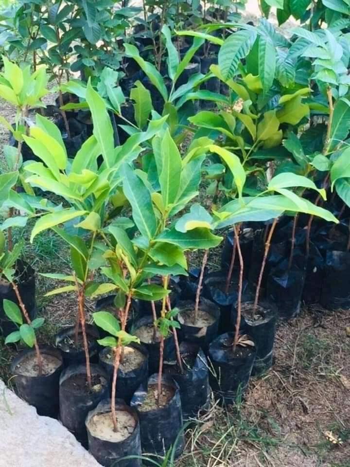 Macopa (Maroon, Grafted Seedling) – Lunti Plant Nursery