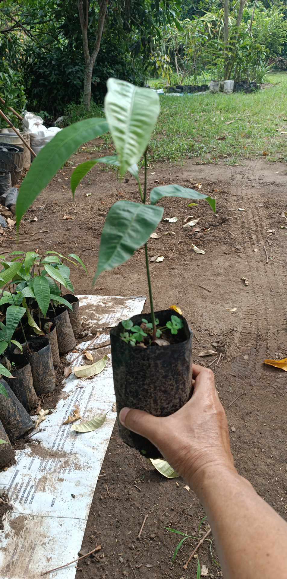 Maprang / Mango plum – Lunti Plant Nursery