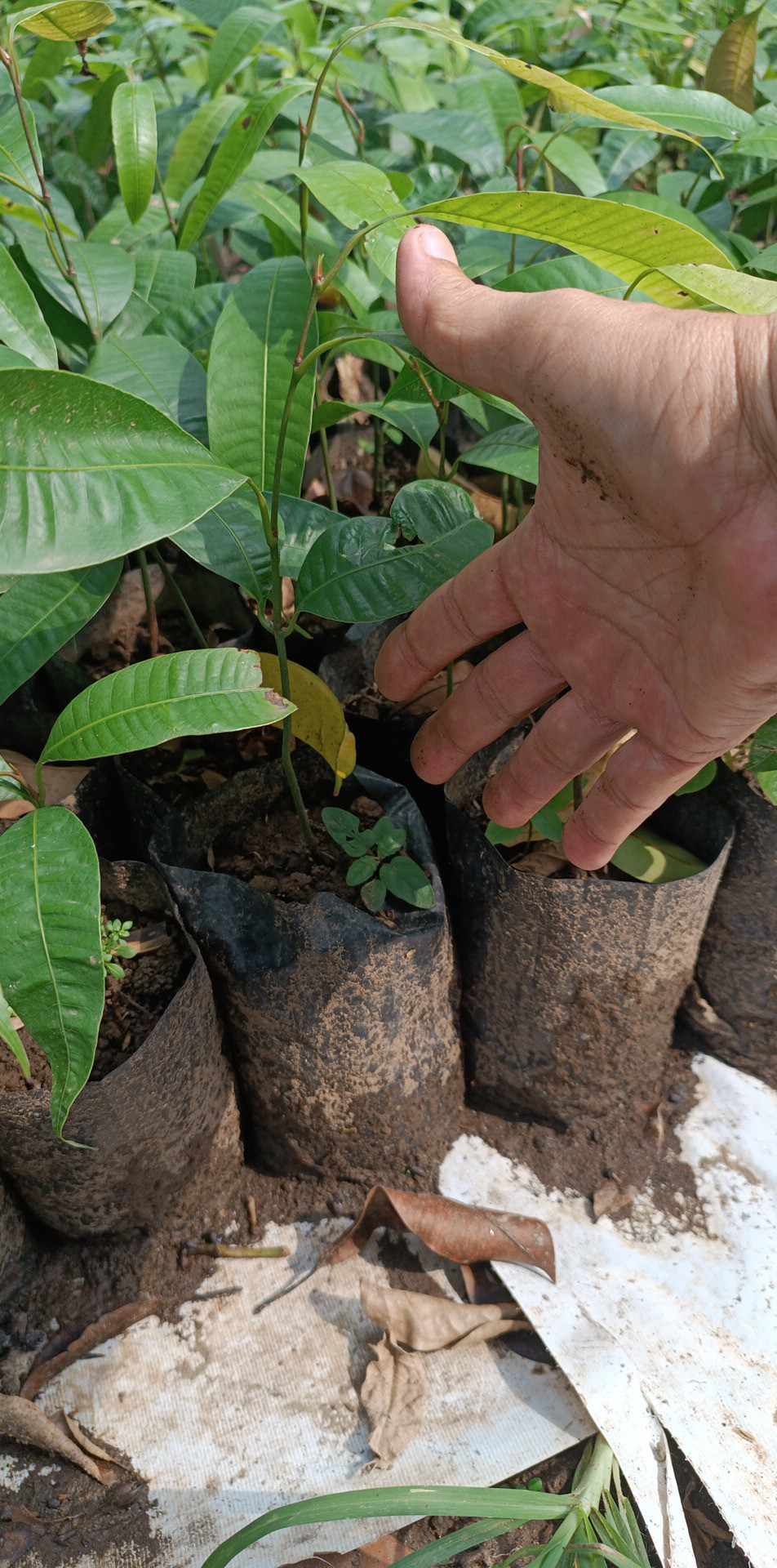 Maprang / Mango plum – Lunti Plant Nursery
