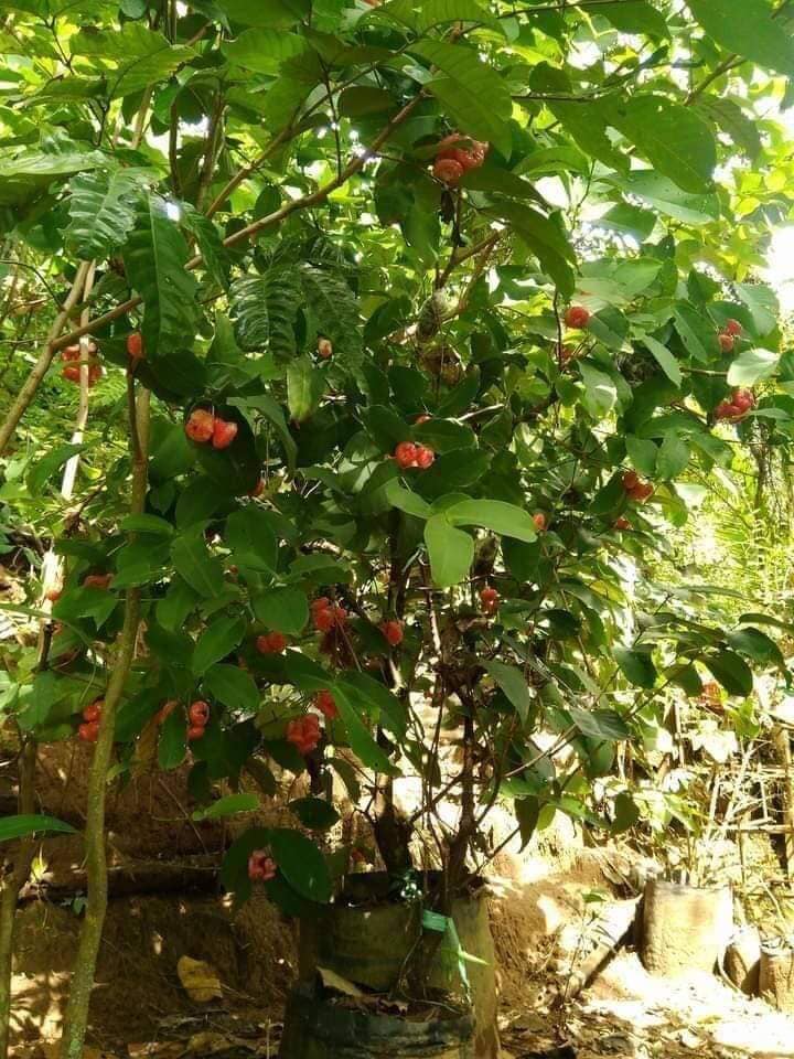 Macopa (Mini Pink, Grafted Seedling) – Lunti Plant Nursery