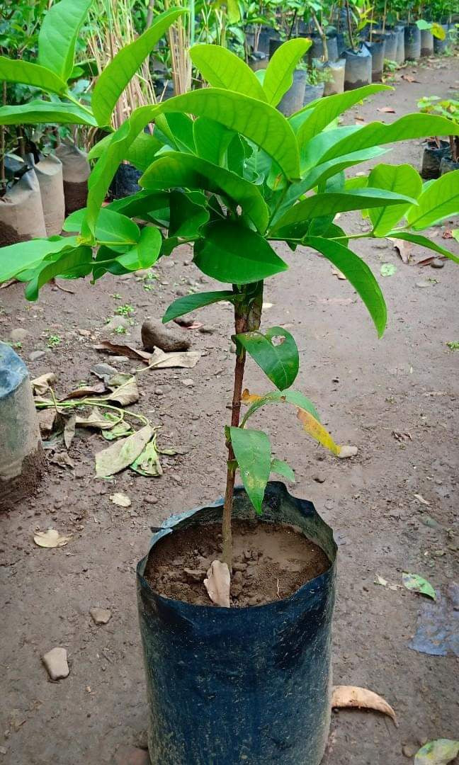 Macopa (Mini Pink, Grafted Seedling) – Lunti Plant Nursery