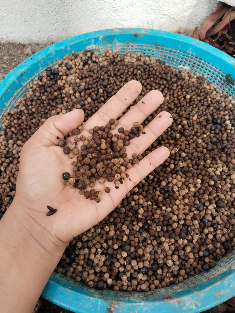 Molave seeds (per kilo) – Lunti Plant Nursery