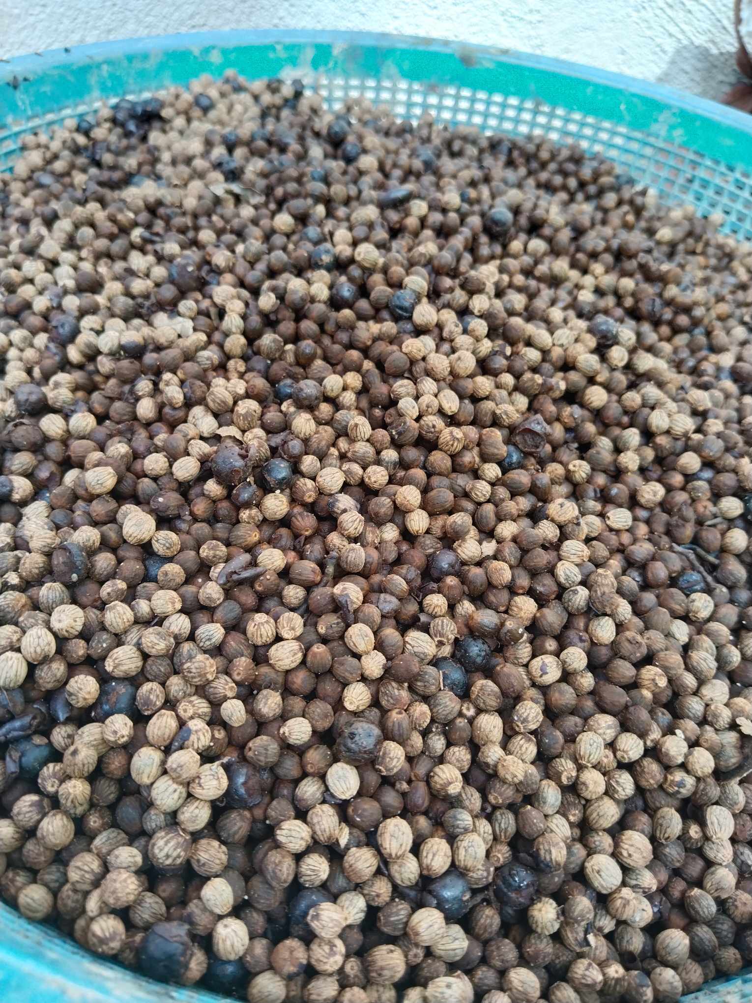 Molave seeds (per kilo) – Lunti Plant Nursery