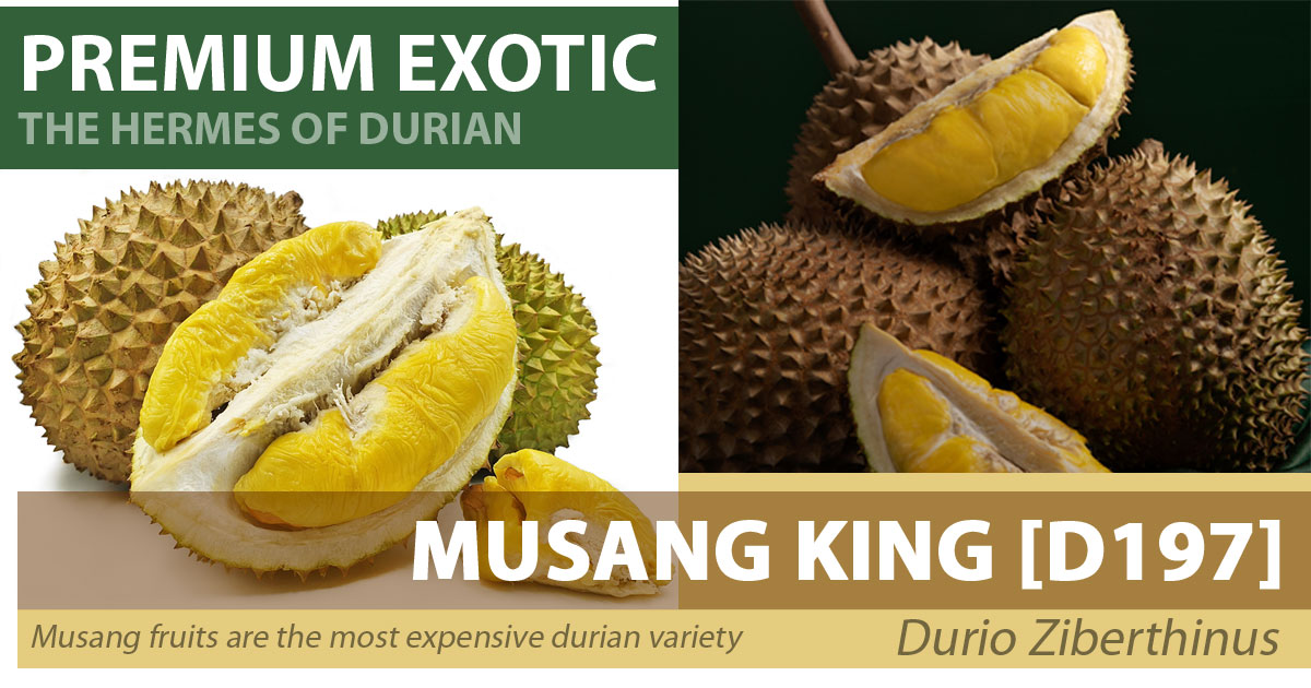 Mature Musang King Durian, double-rootstock grafted – Lunti Plant Nursery