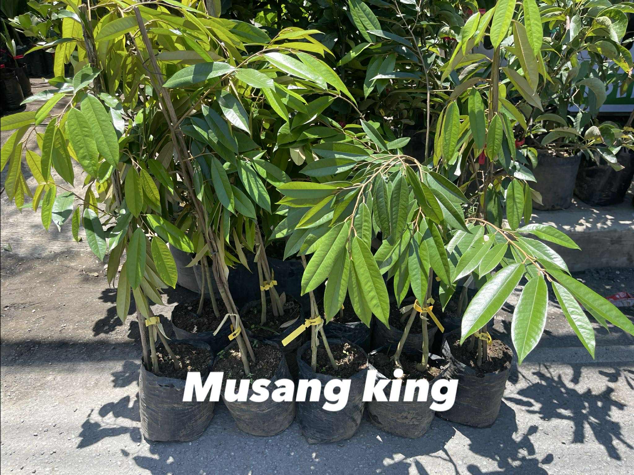 Mature Musang King Durian, double-rootstock grafted – Lunti Plant Nursery