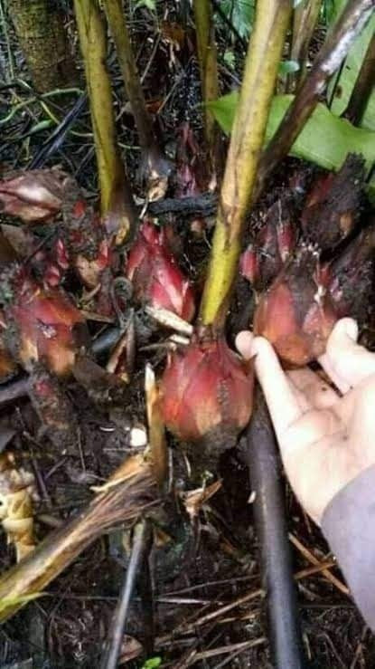Panaon plant – Lunti Plant Nursery