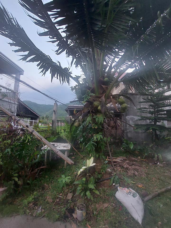 Dwarf Buko Pandan (Nam Hom) – Lunti Plant Nursery