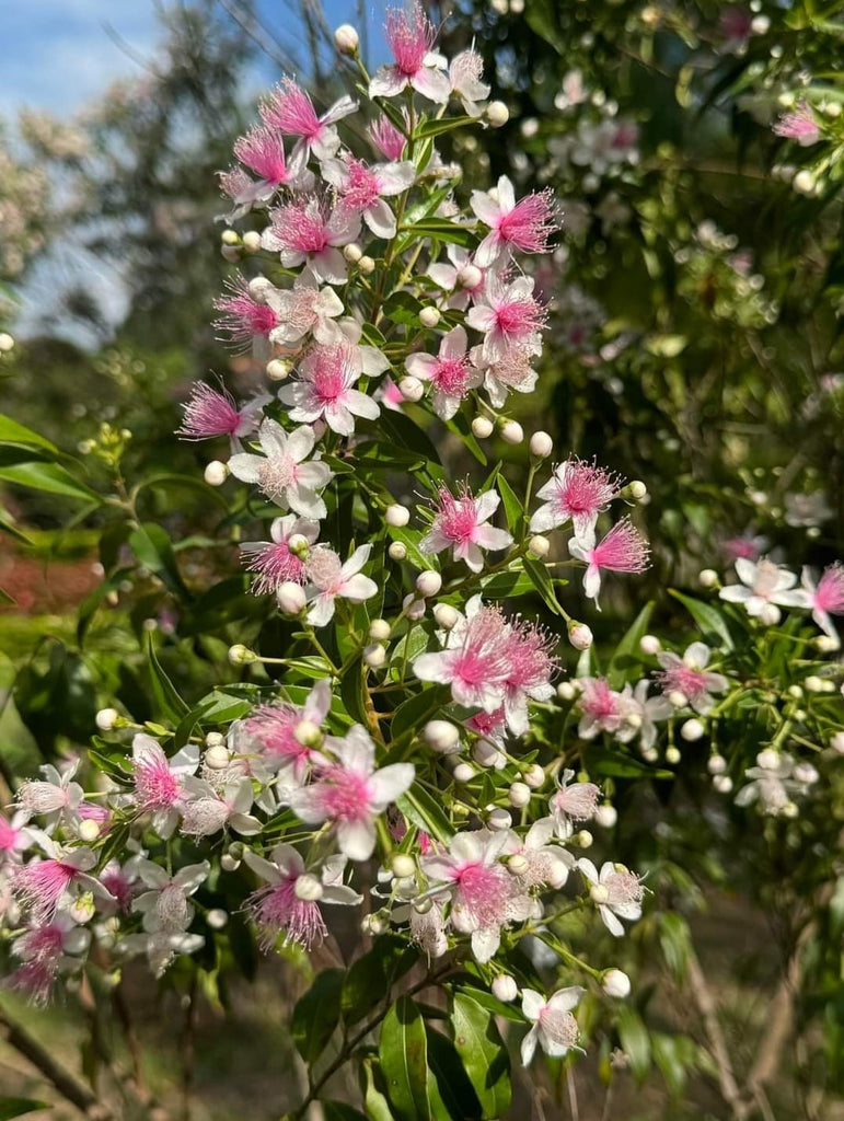 Patalsik Pula – Lunti Plant Nursery