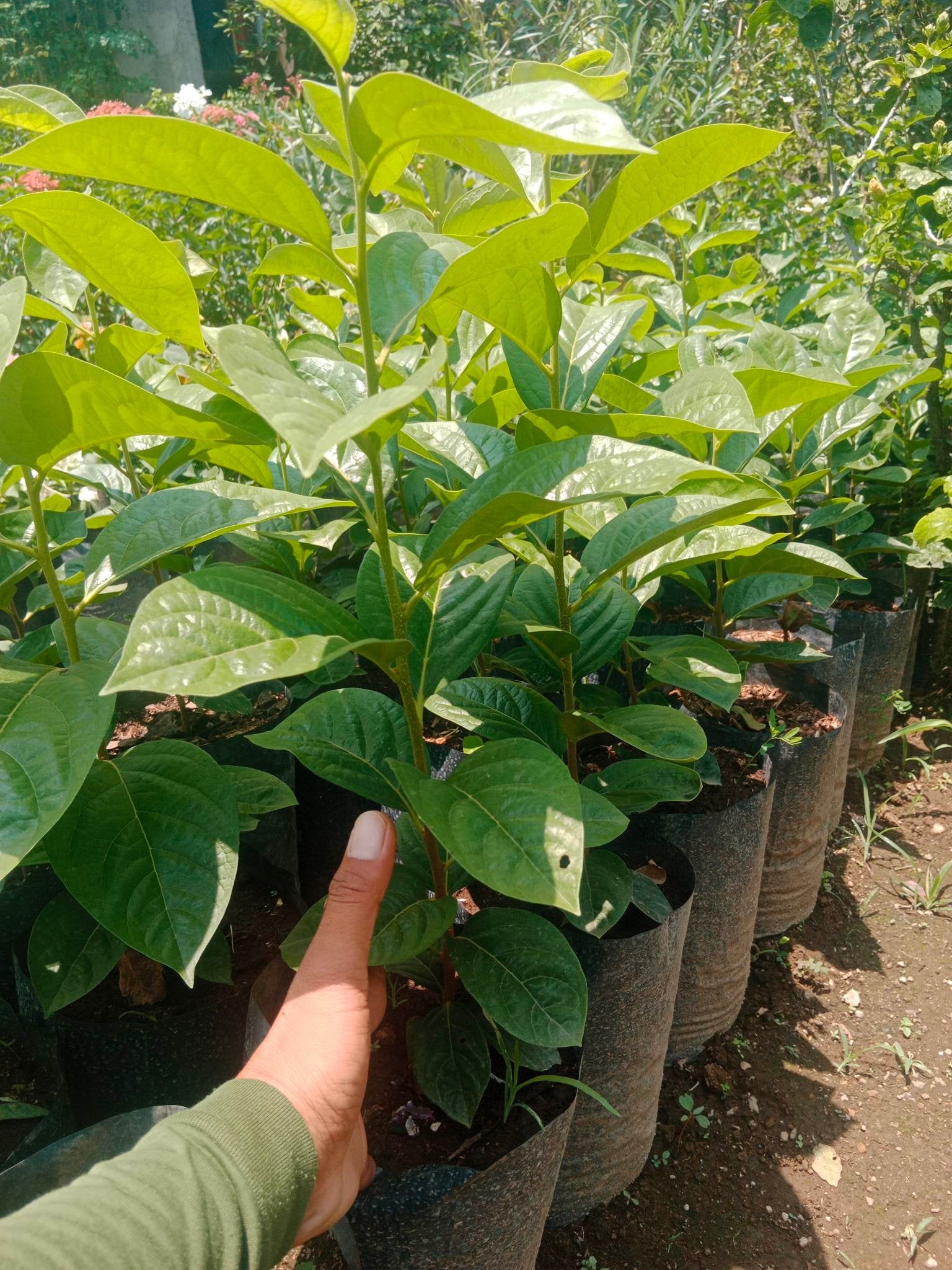 Persimmon Seedling – Lunti Plant Nursery