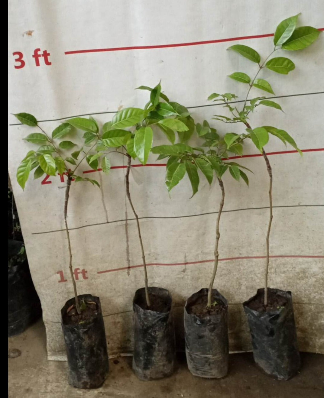 Pili Nut Grafted Seedlings – Lunti Plant Nursery