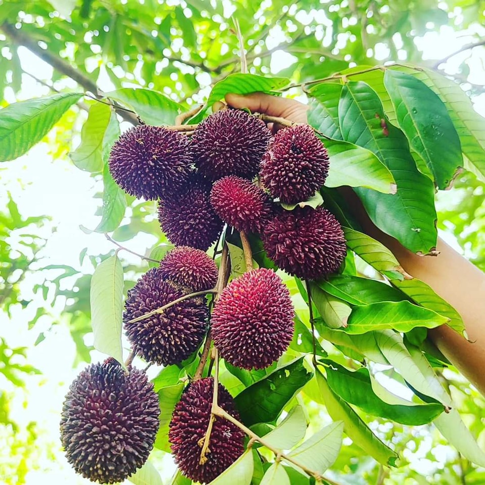 Pulasan – Lunti Plant Nursery