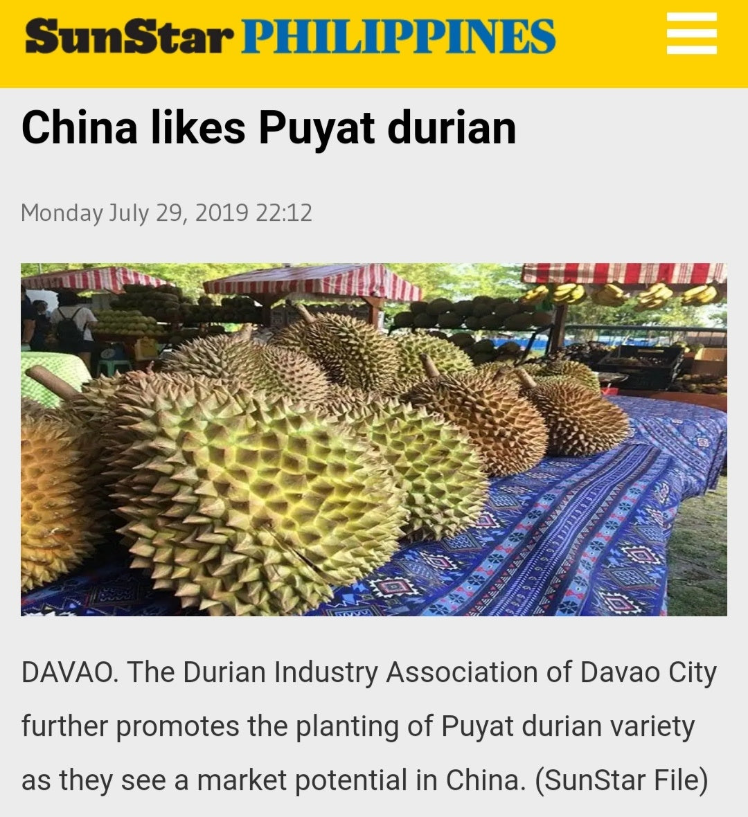 Durian grafted seedling (Puyat variety) – Lunti Plant Nursery