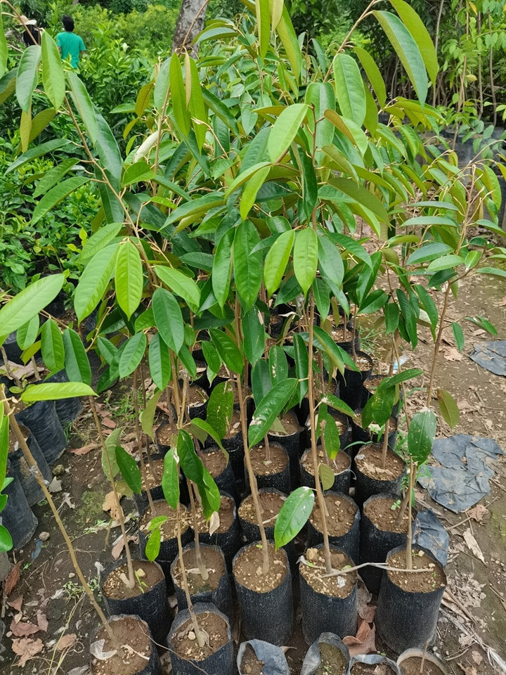 Durian grafted seedling (Puyat variety) – Lunti Plant Nursery