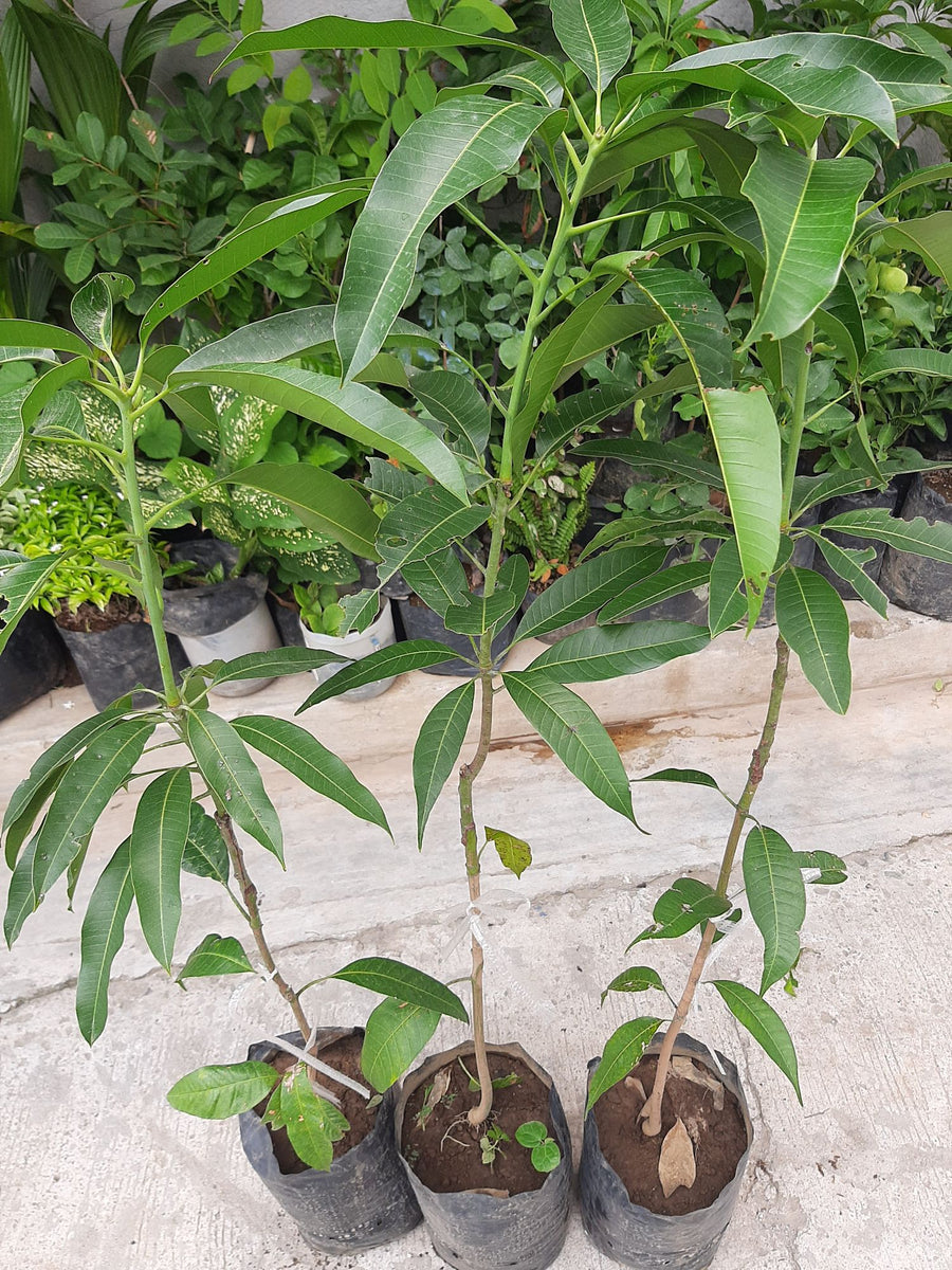 Golden Queen Mango – Lunti Plant Nursery