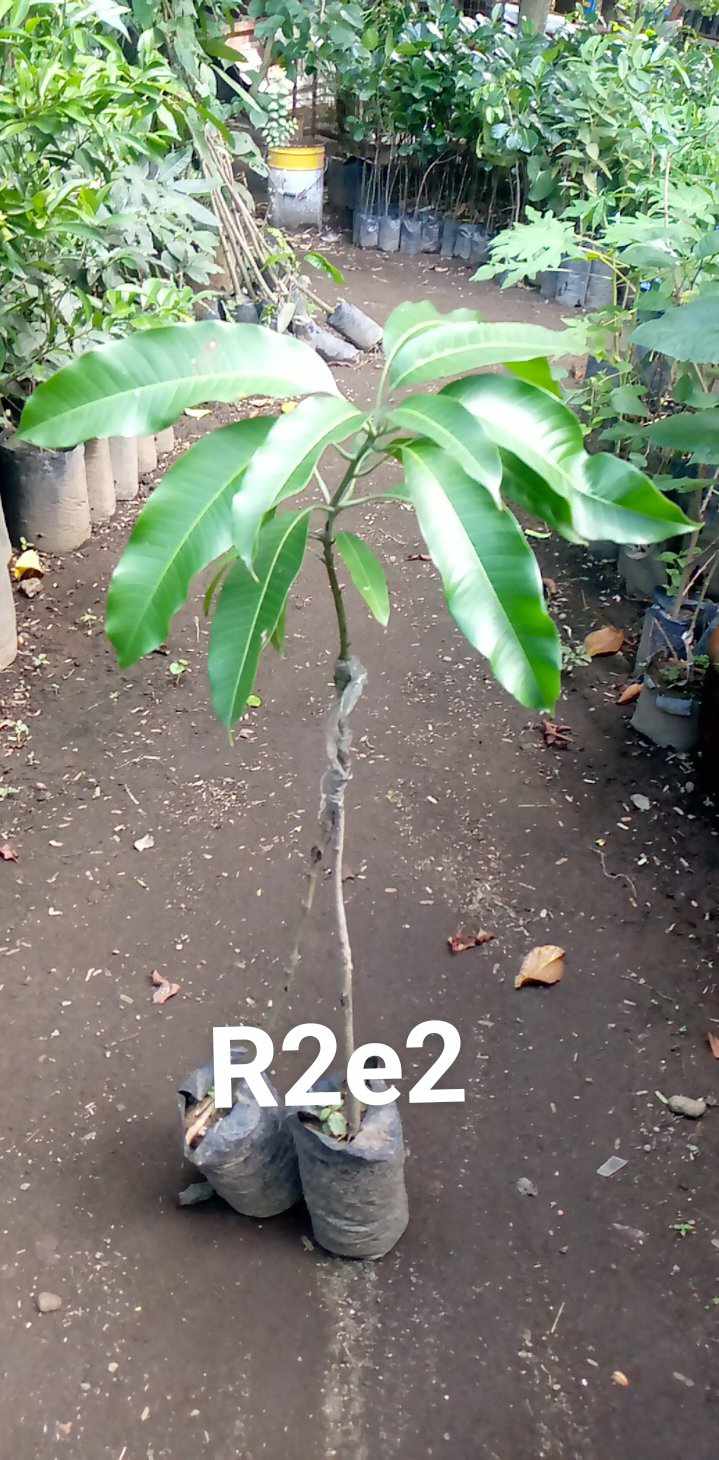 Australian R2E2 Mango – Lunti Plant Nursery