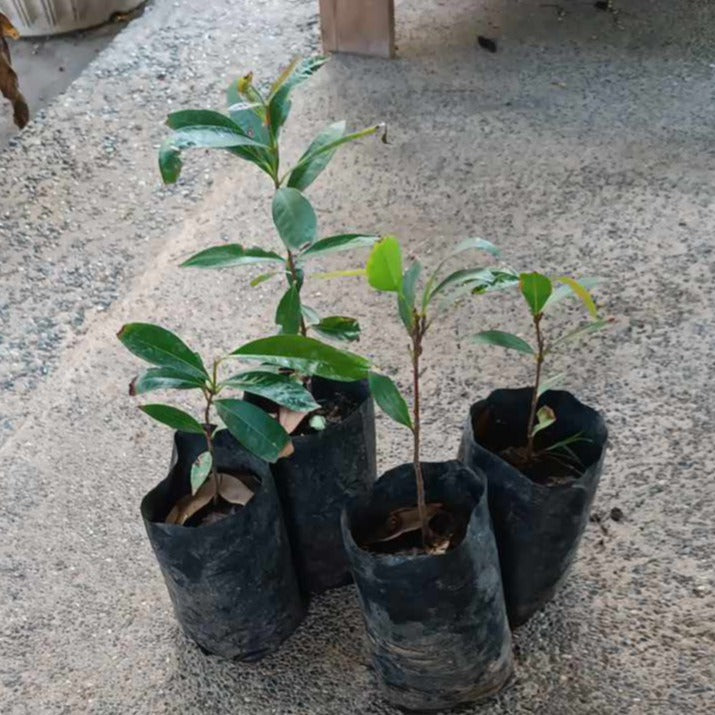Maprang / Mango plum – Lunti Plant Nursery