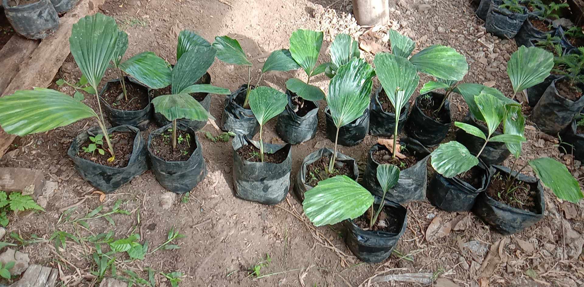 Kaong / Sugar Palm seedling – Lunti Plant Nursery