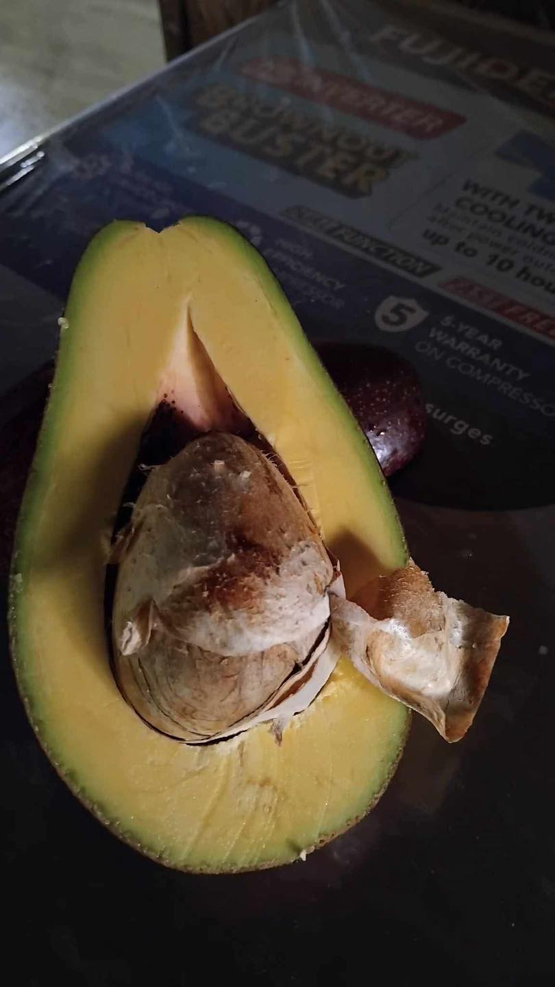 Ixora Miami Red Avocado, grafted – Lunti Plant Nursery