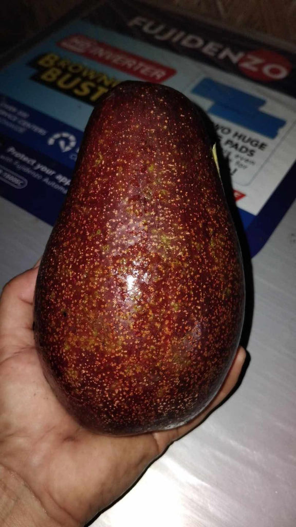 Ixora Miami Red Avocado, grafted – Lunti Plant Nursery