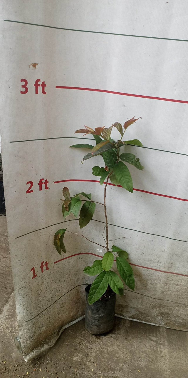 Red Banaba seedling – Lunti Plant Nursery