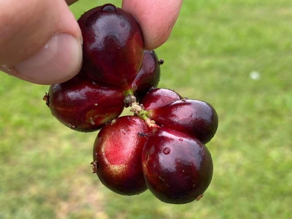 Buy Jaboticaba Tree Seedling Online – Lunti Plant Nursery