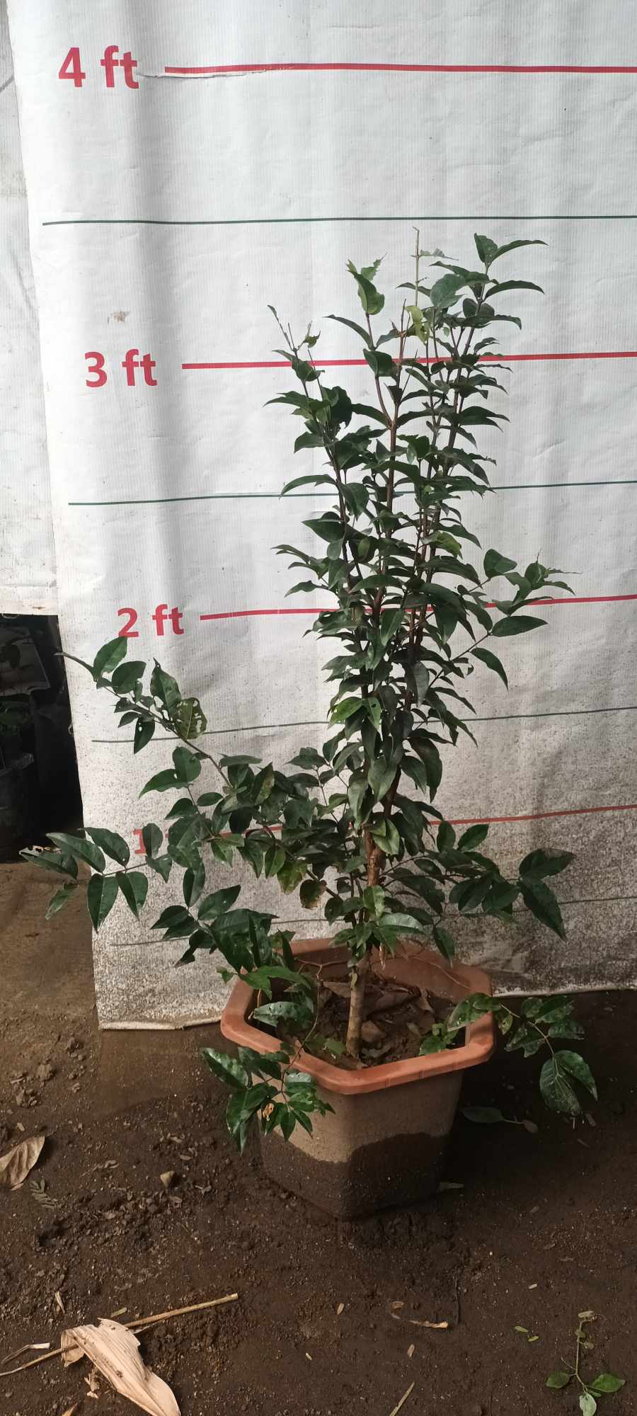 Buy Jaboticaba Tree Seedling Online – Lunti Plant Nursery