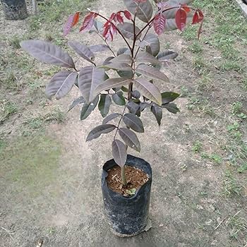 Red Longgan – Lunti Plant Nursery