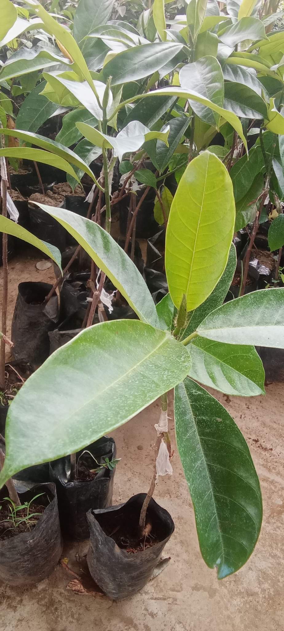 Cempedak / Chempedak (Champion variety) – Lunti Plant Nursery