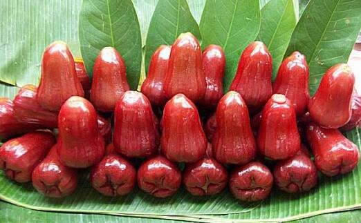 Macopa (Star Ruby, Grafted ~2ft) – Lunti Plant Nursery