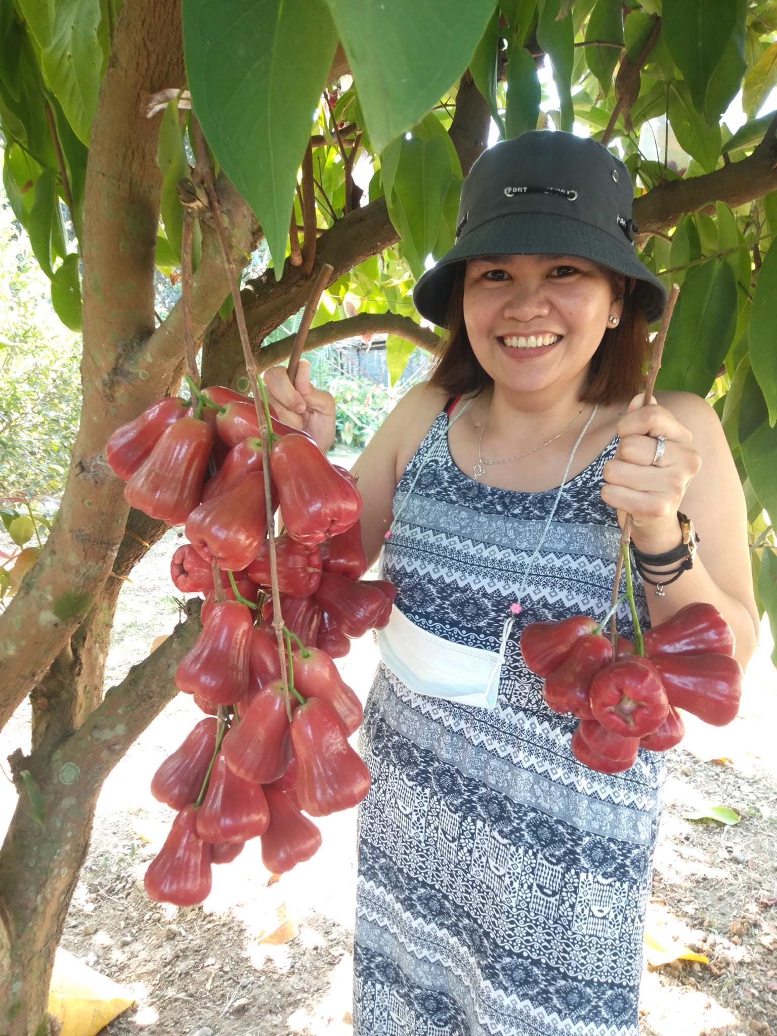 Macopa (Star Ruby, Grafted ~2ft) – Lunti Plant Nursery