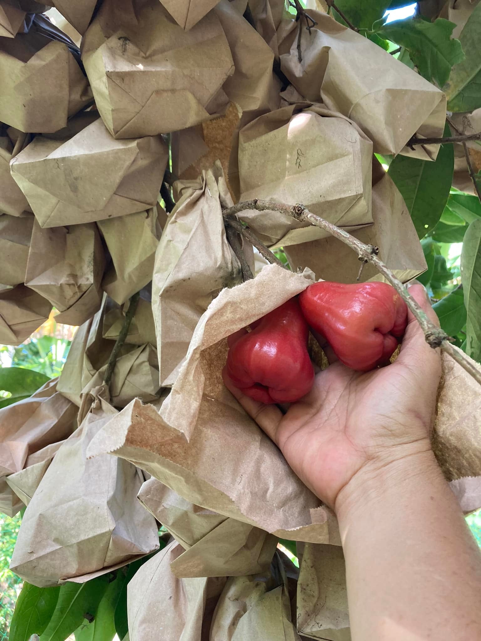 Macopa (Star Ruby, Grafted ~2ft) – Lunti Plant Nursery