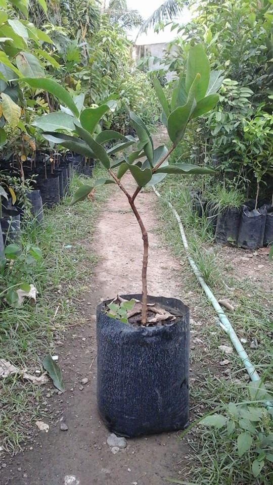 Macopa (Star Ruby, Grafted ~2ft) – Lunti Plant Nursery