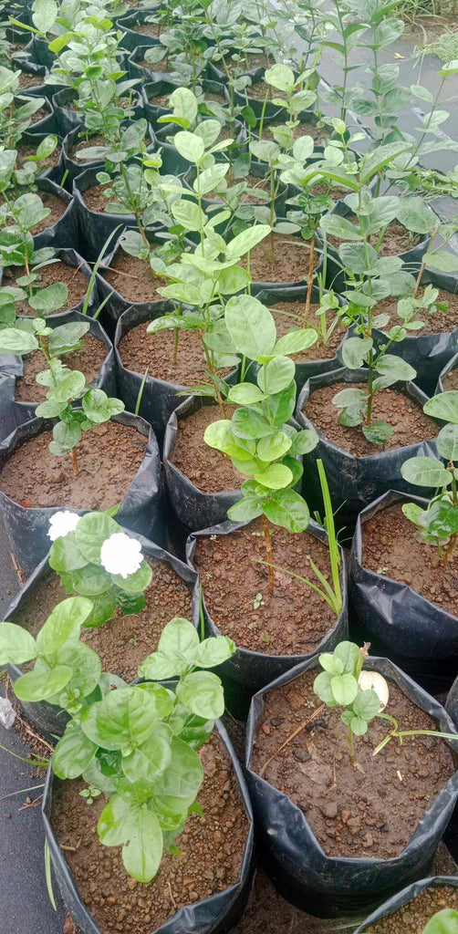 Double-petal Sampaguita / Kampupot – Lunti Plant Nursery