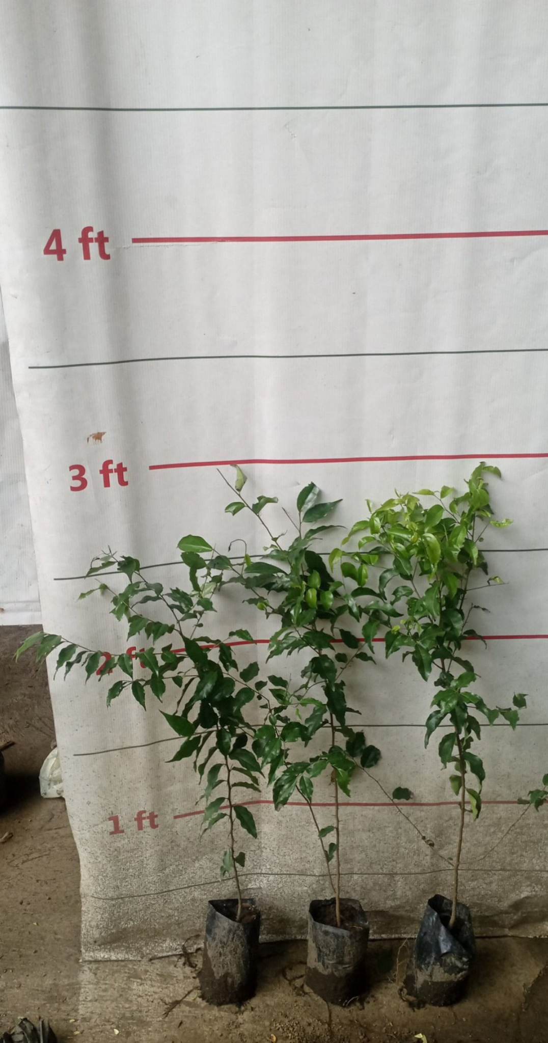 Serali / Governor's Plum seedling – Lunti Plant Nursery