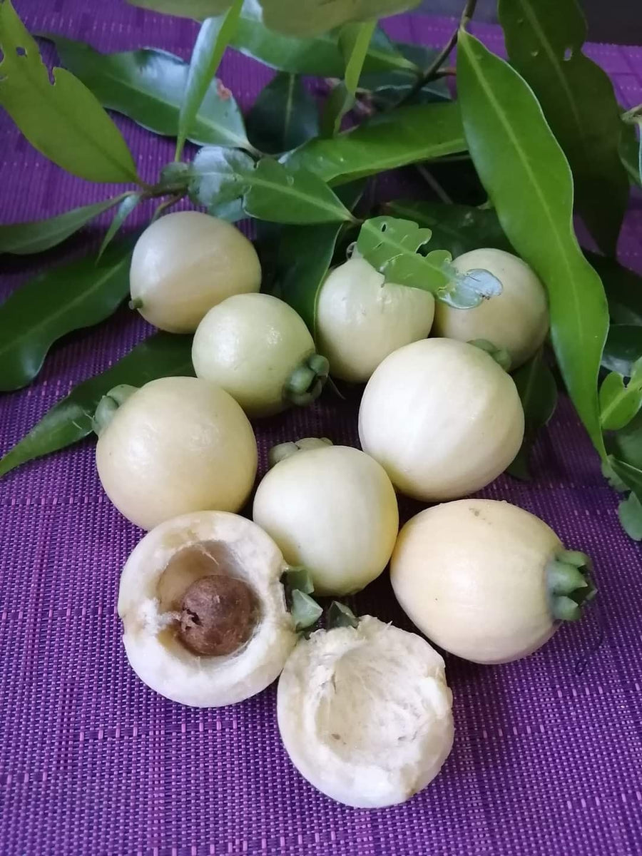 Tampoy seedlings – Lunti Plant Nursery