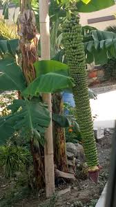 Thousand Fingers Banana seedling – Lunti Plant Nursery