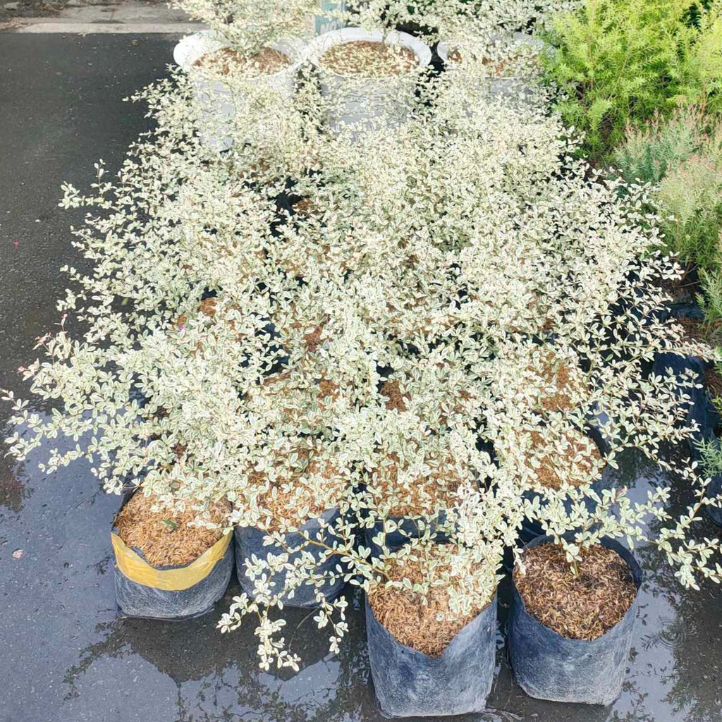 Variegated African Talisay – Lunti Plant Nursery