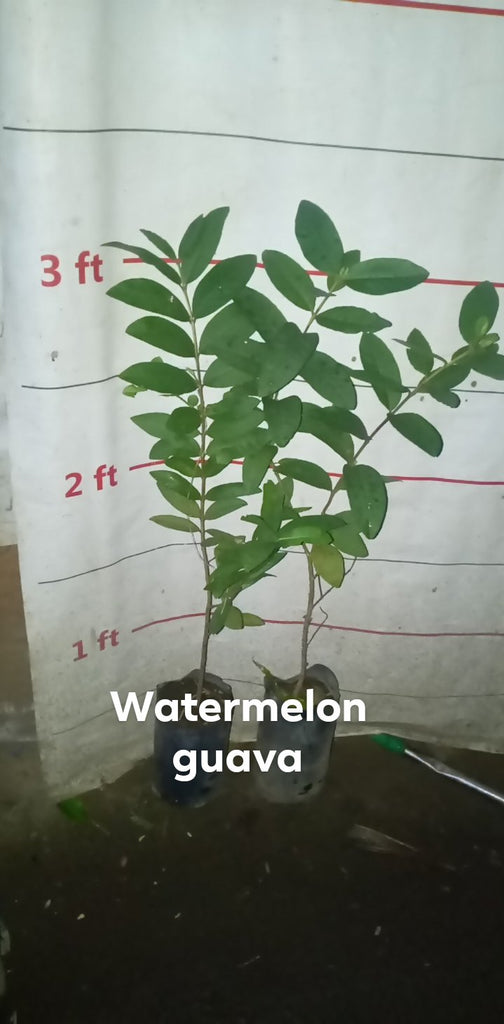 Watermelon Guava – Lunti Plant Nursery