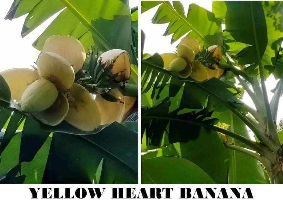 Yellow Heart Banana – Lunti Plant Nursery