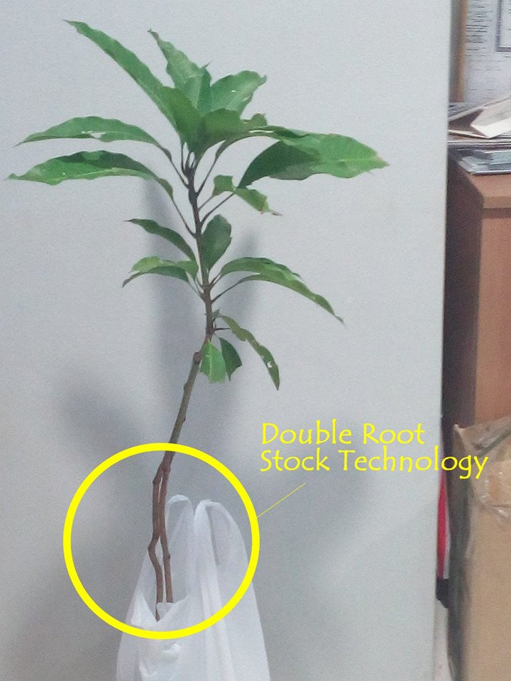 Sweet Giant Mango Seedling (Multiple Rootstock) – Lunti Plant Nursery