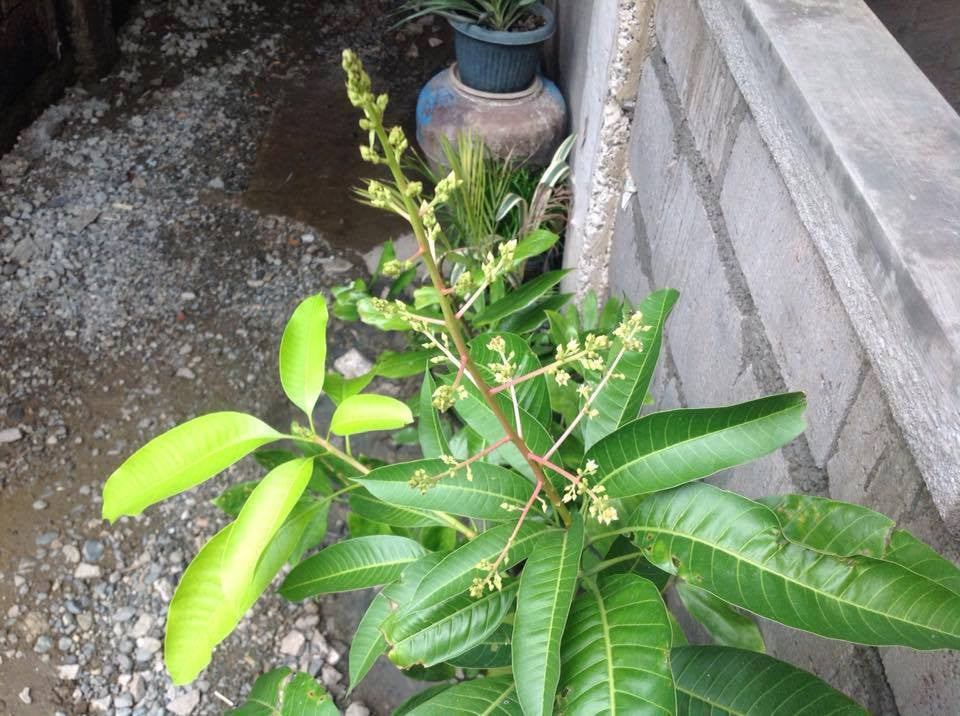 Sweet Dwarf Mango Seedling (Multiple Rootstock) – Lunti Plant Nursery