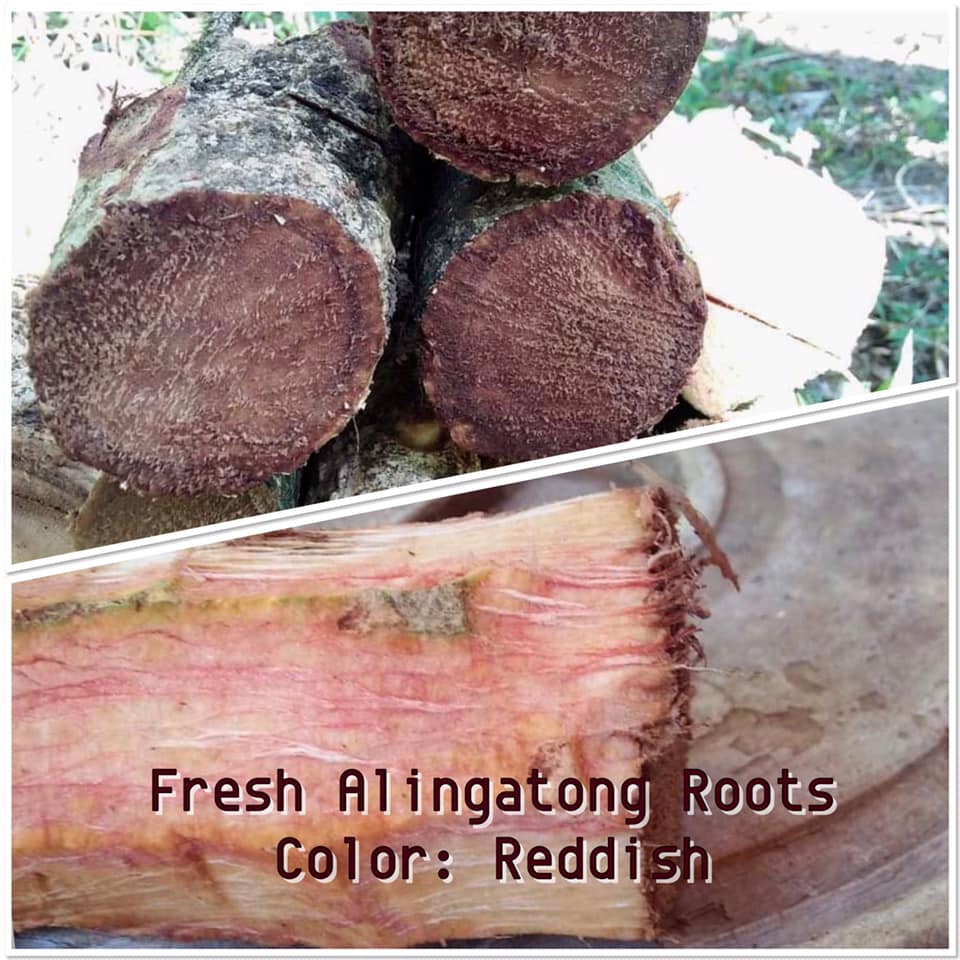 Alingatong Roots – Lunti Plant Nursery