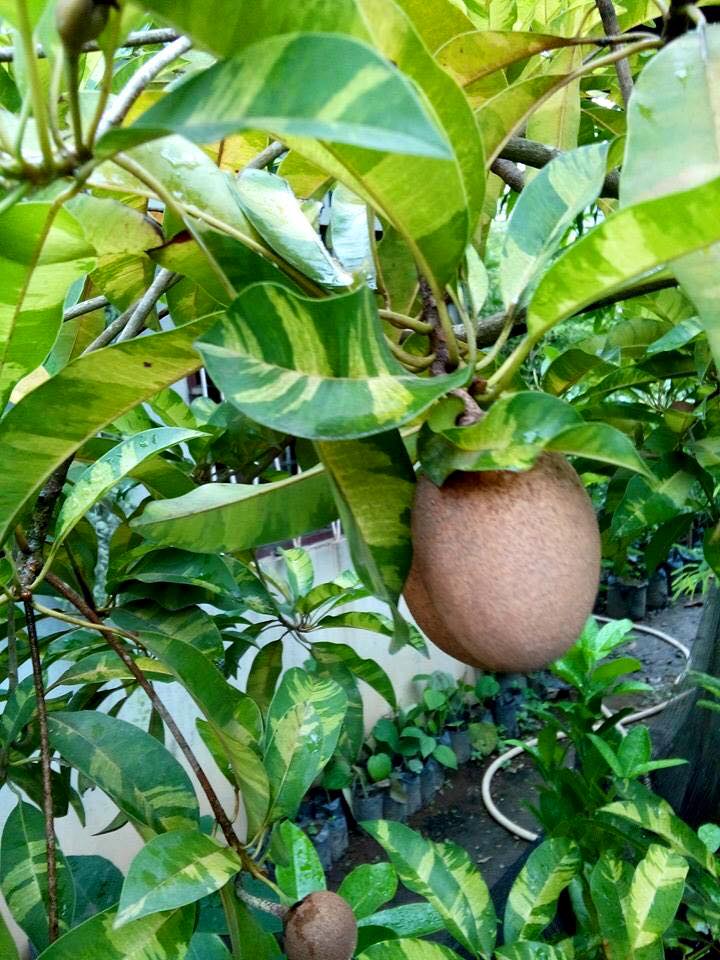 Variegated Chico – Lunti Plant Nursery