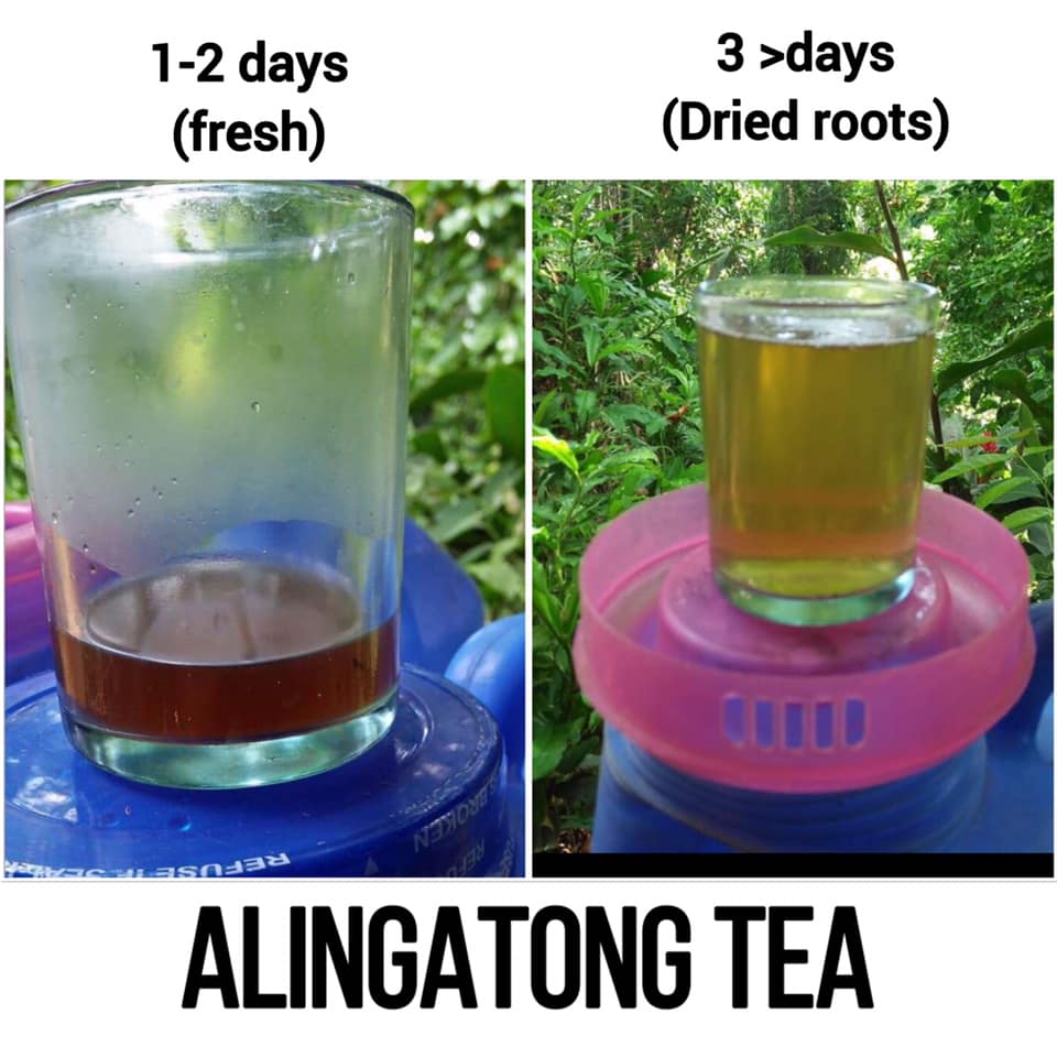 Alingatong Roots – Lunti Plant Nursery