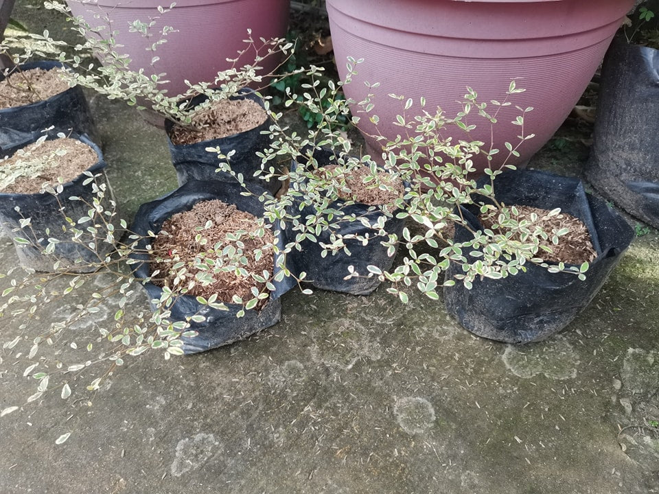 Variegated African Talisay – Lunti Plant Nursery