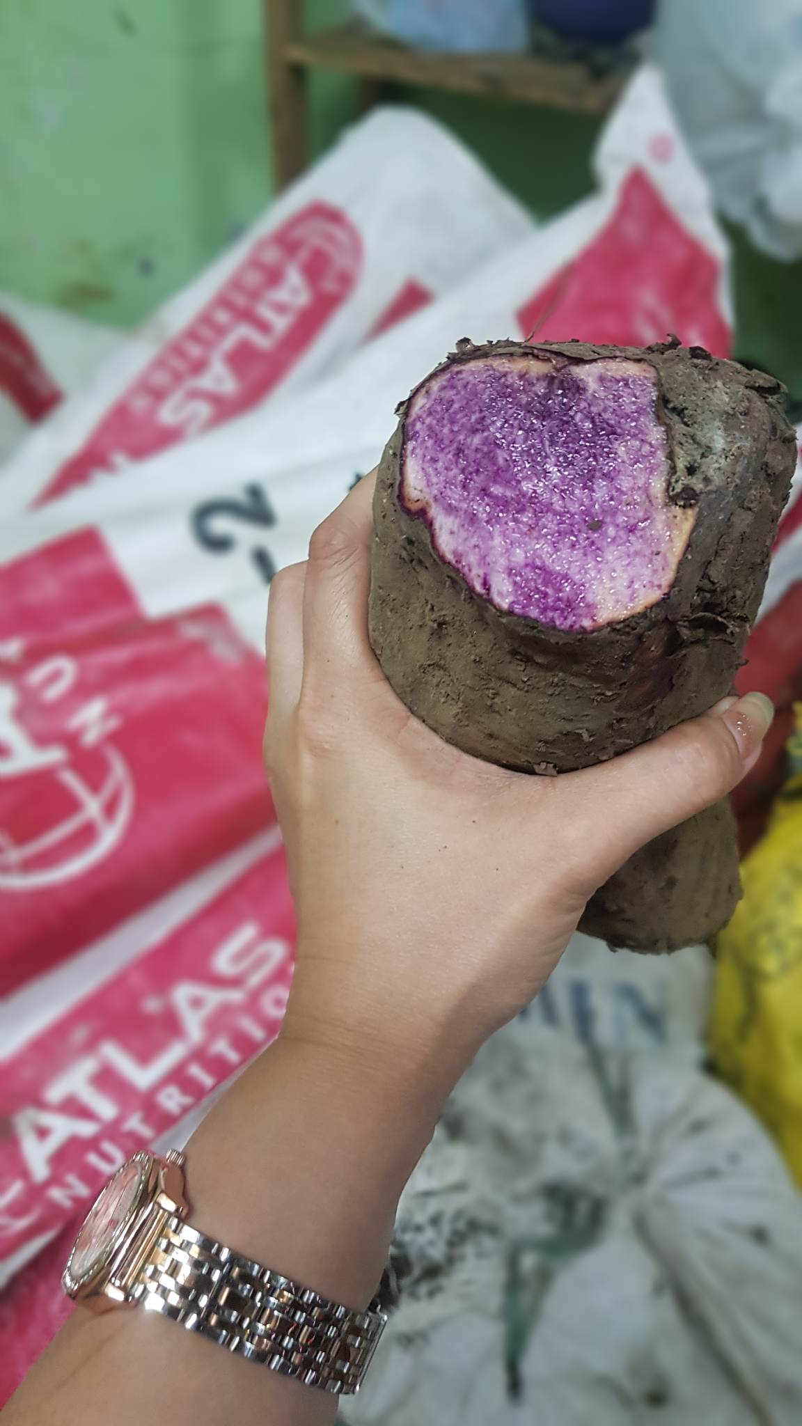 Purple Yam / Ube (1 kilo) – Lunti Plant Nursery